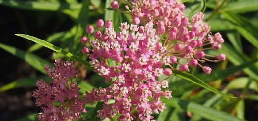 Swamp milkweed 'Ice Ballet' (Asclepias incarnata 'Ice Ballet ...