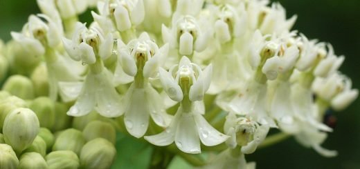 Swamp milkweed (Asclepias incarnata) - growing guides
