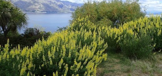 Pearl lupin (Lupinus mutabilis) - growing guides