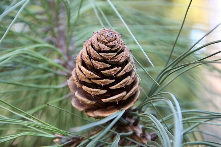 Western yellow pine (Pinus ponderosa) - growing guides