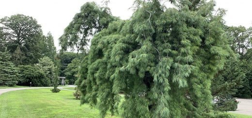 Weymouth pine 'Louie' (Pinus strobus 'Louie') - growing guides