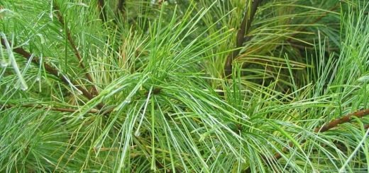 Weymouth pine 'Louie' (Pinus strobus 'Louie') - growing guides