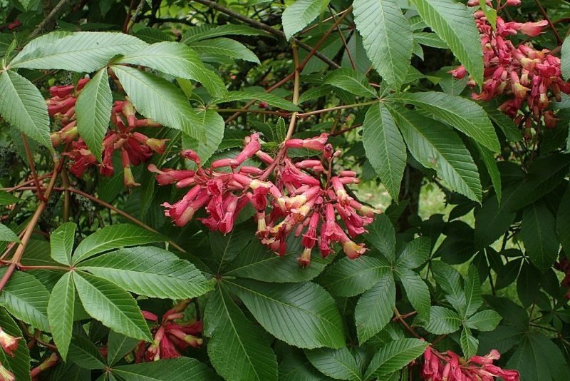 Aesculus × mutabilis - growing guides