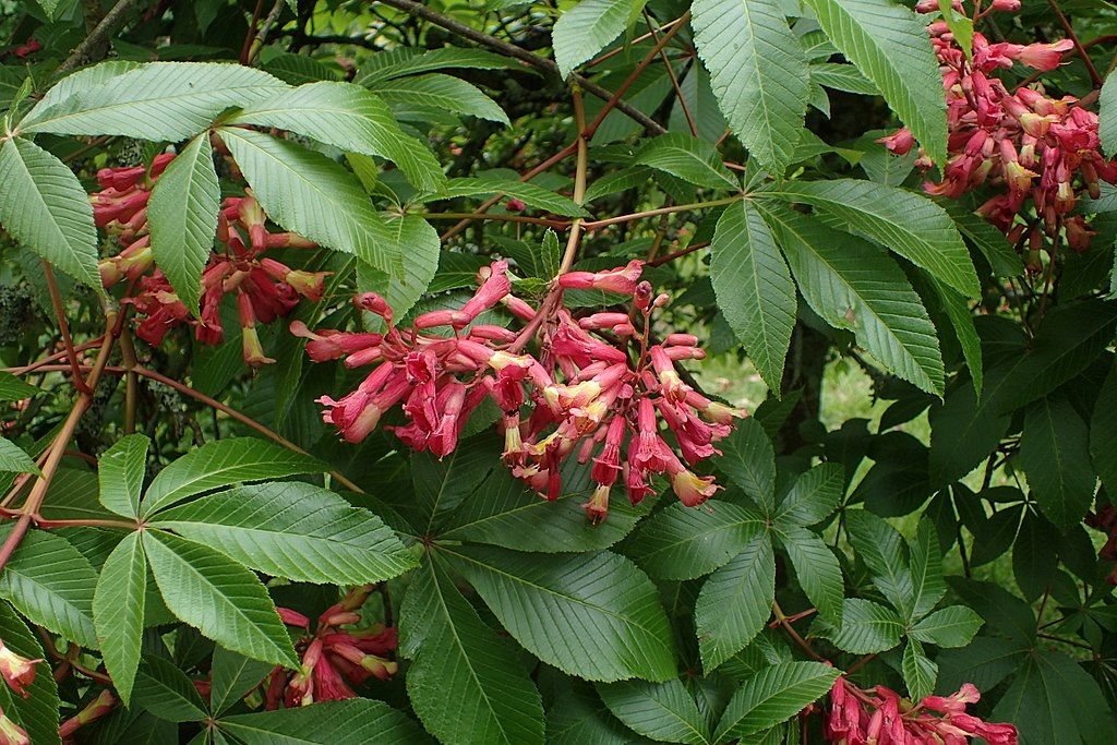 Aesculus × mutabilis - growing guides
