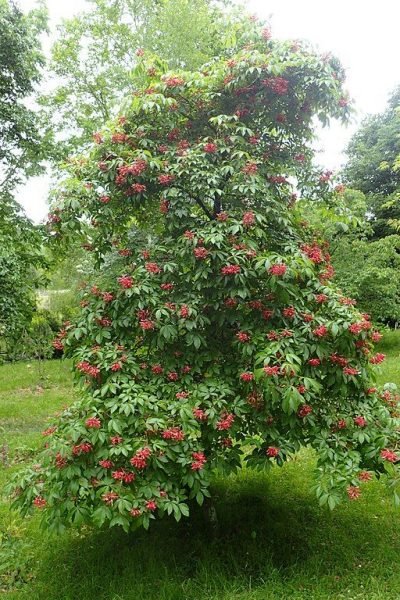 Aesculus × mutabilis - growing guides