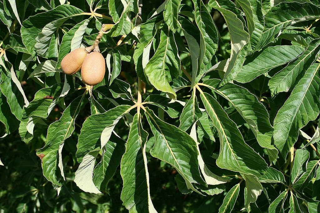 Aesculus × mutabilis 'Induta' - growing guides