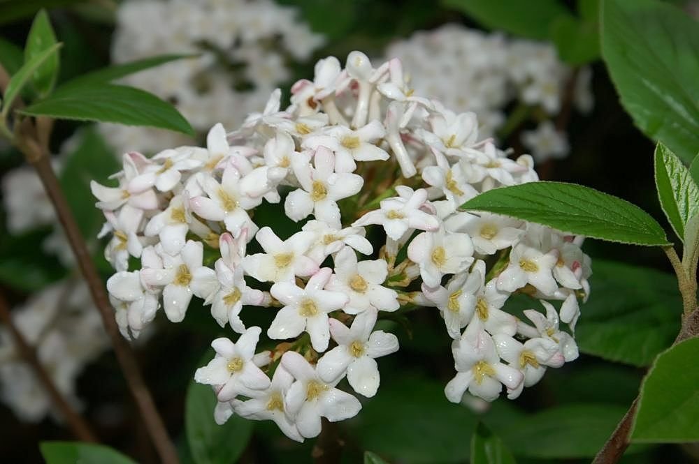 Arrowwood 'Mohawk' (Viburnum × burkwoodii 'Mohawk') - growing guides