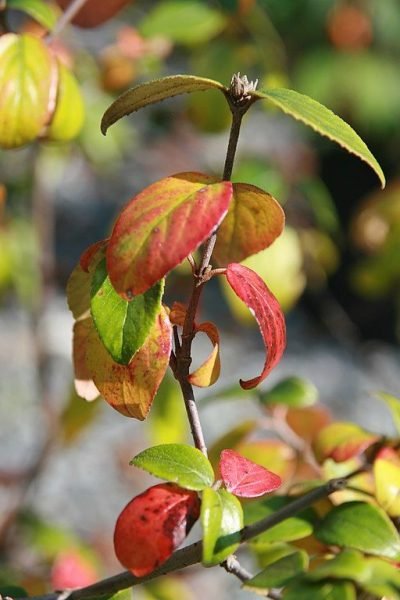 Arrowwood 'Mohawk' (Viburnum × burkwoodii 'Mohawk') - growing guides