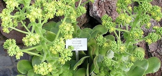 How to plant Houseleek tree (Aeonium arboreum) - Dear Plants
