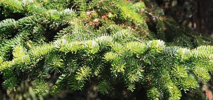 Abies Genus - Dear Plants