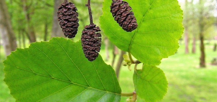 Alnus Genus - Dear Plants