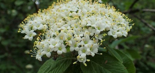 Wayfaring tree 'Mohican' (Viburnum lantana 'Mohican') - growing guides