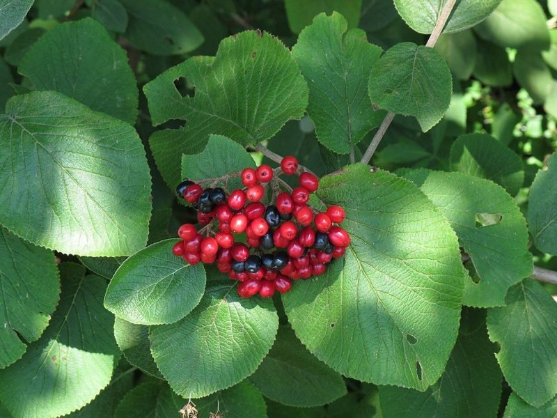 Common wayfaring tree (Viburnum lantana) - growing guides