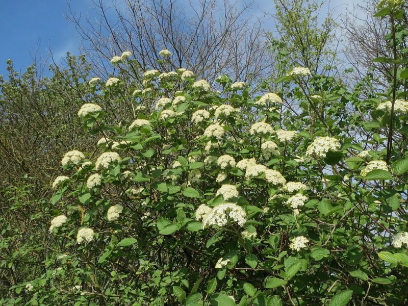 Common wayfaring tree (Viburnum lantana) - growing guides
