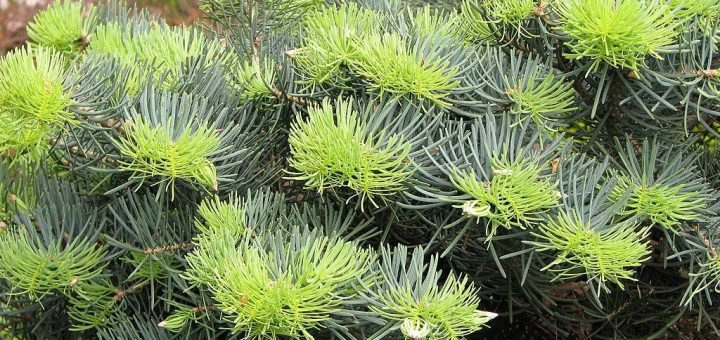 Abies Genus - Dear Plants