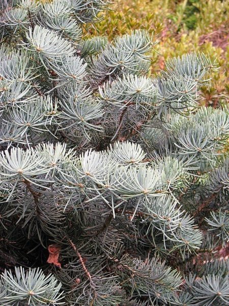 Compact white fir (Abies concolor 'Compacta') - growing guides