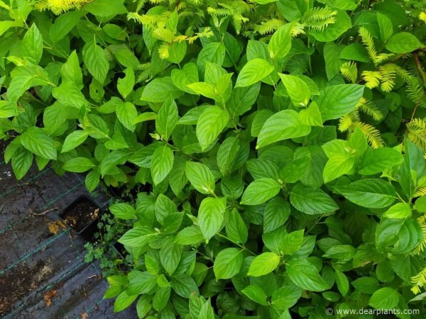 How to propagate dogwood by cuttings - Page 3 of 3 - Dear Plants