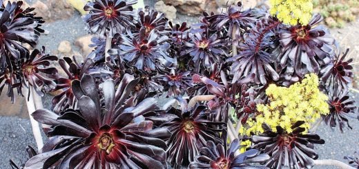 How to plant Houseleek tree (Aeonium arboreum) - Dear Plants