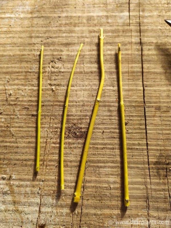 How to propagate dogwood by cuttings - Dear Plants