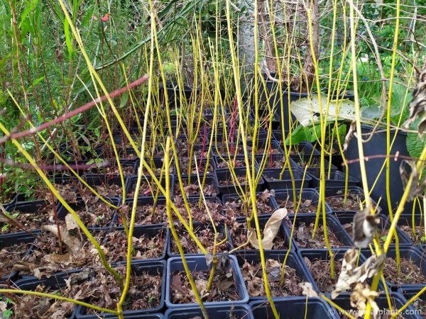 How to propagate dogwood by cuttings - Page 3 of 3 - Dear Plants