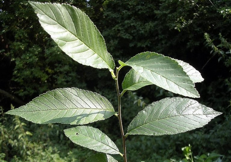 Elm 'New Horizon' (Ulmus 'New Horizon') - growing guides