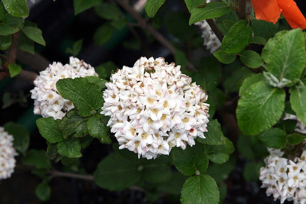 Fragrant snowball (Viburnum × carlcephalum) - growing guides