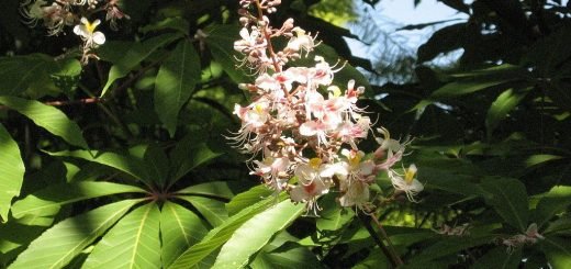 How to plant Indian shot (Canna indica) - Dear Plants