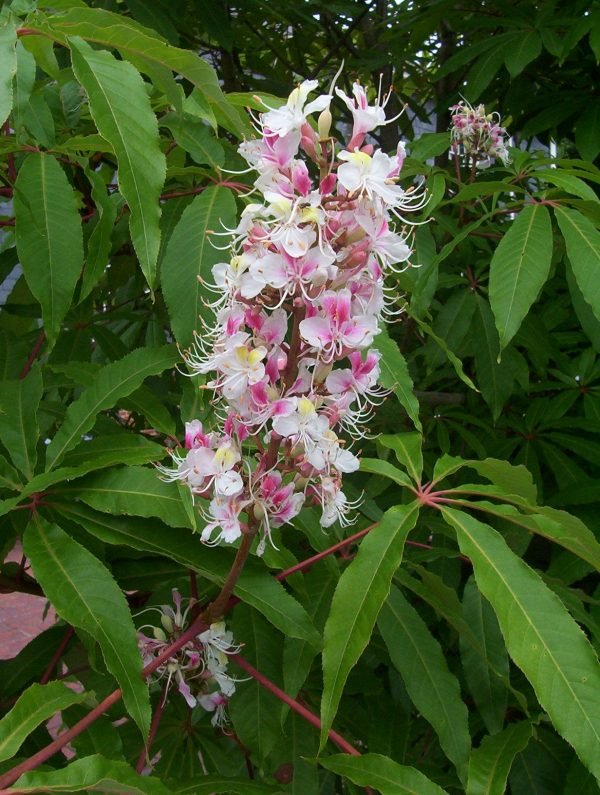 Indian horse chestnut 'Sydney Pearce' (Aesculus indica 'Sydney Pearce ...