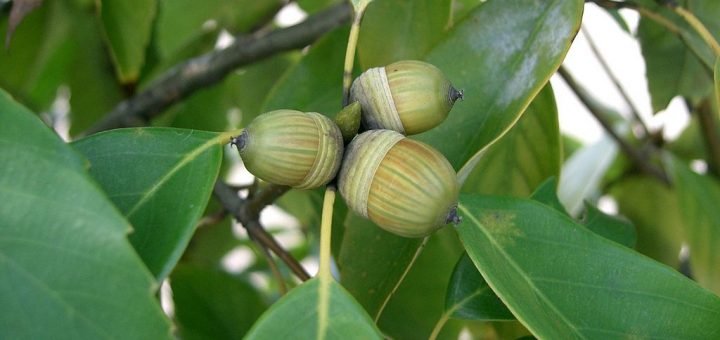 Trees - Page 16 of 31 - Dear Plants