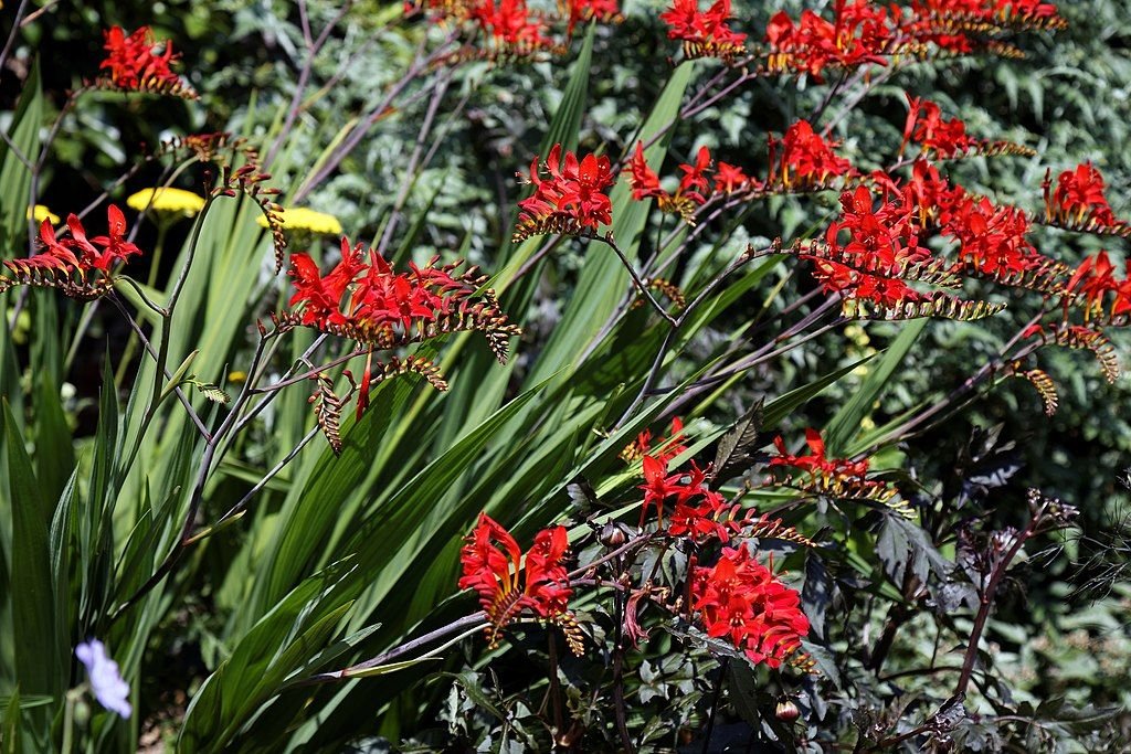 Montbretia (Crocosmia × crocosmiiflora) - growing guides
