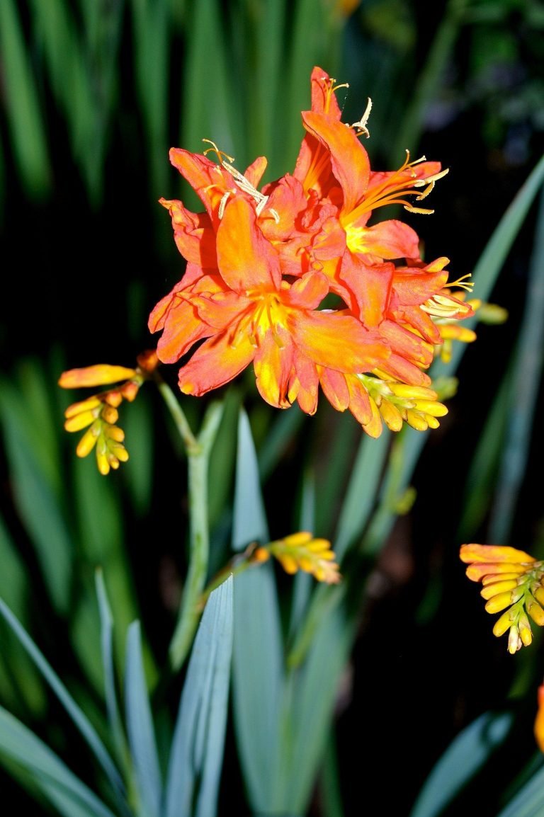Montbretia 'Spitfire' (Crocosmia 'Spitfire') - growing guides
