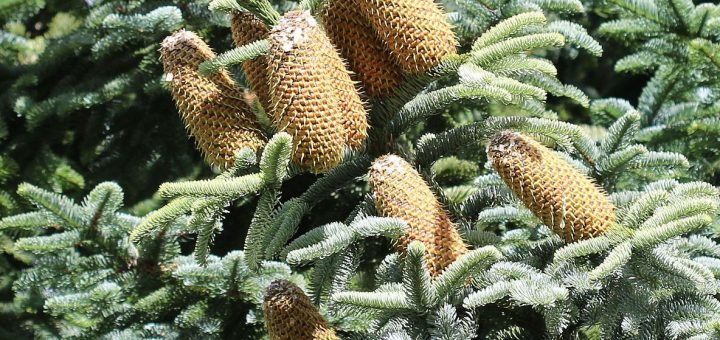 Abies Genus - Dear Plants