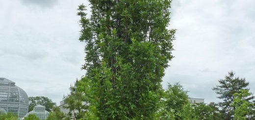 Pin oak (Quercus palustris) - growing guides