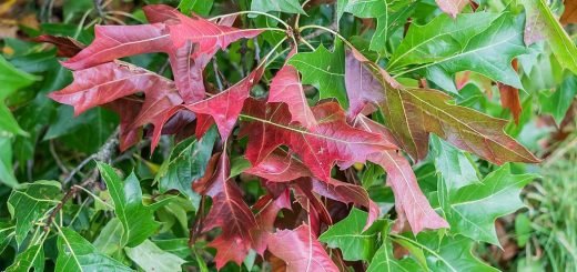 Algerian oak (Quercus canariensis) - growing guides
