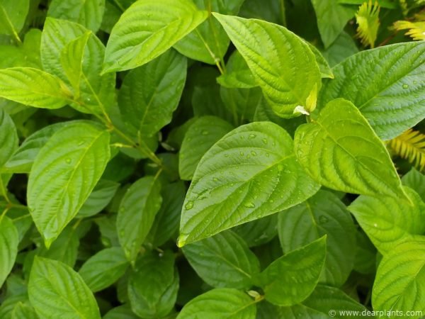 How to propagate dogwood by cuttings - Page 3 of 3 - Dear Plants