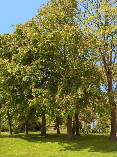 Red horse chestnut 'Briotii' (Aesculus × carnea 'Briotii') - growing guides