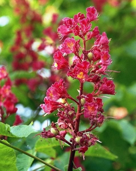 Red horse chestnut 'Briotii' (Aesculus × carnea 'Briotii') - growing guides
