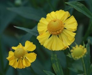 Sneezeweed 'Butterpat' (Helenium 'Butterpat') - growing guides