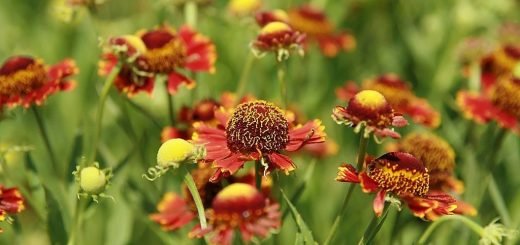 Sneezeweed 'El Dorado' (Helenium 'El Dorado') - growing guides