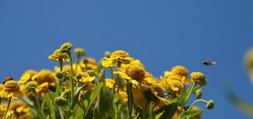 Sneezeweed 'Coppelia' (Helenium 'Coppelia') - growing guides