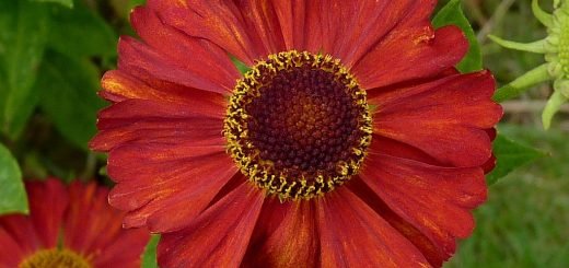 Sneezeweed 'Kanaria' (Helenium 'Kanaria') - growing guides
