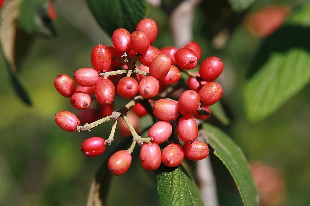 Viburnum 'Willowwood' (Viburnum × rhytidophylloides 'Willowwood ...