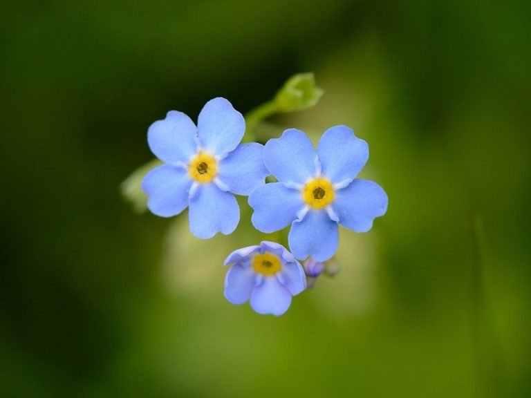 Water forget-me-not (Myosotis scorpioides) - growing guides