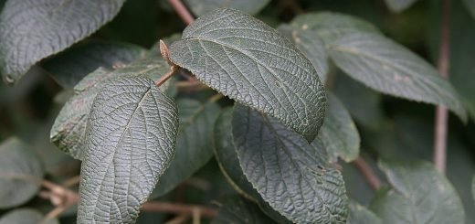 Common wayfaring tree (Viburnum lantana) - growing guides