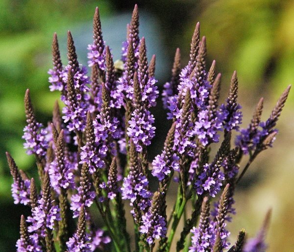 American blue vervain (Verbena hastata) - growing guides