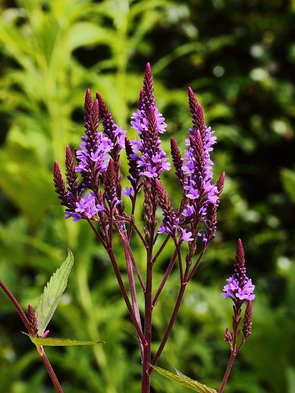 American blue vervain (Verbena hastata) - growing guides