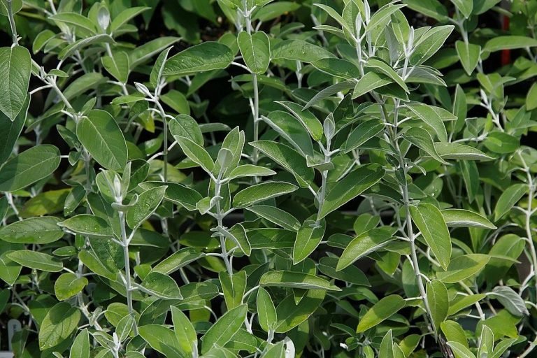 Andean silver-leaf sage (Salvia discolor) - growing guides