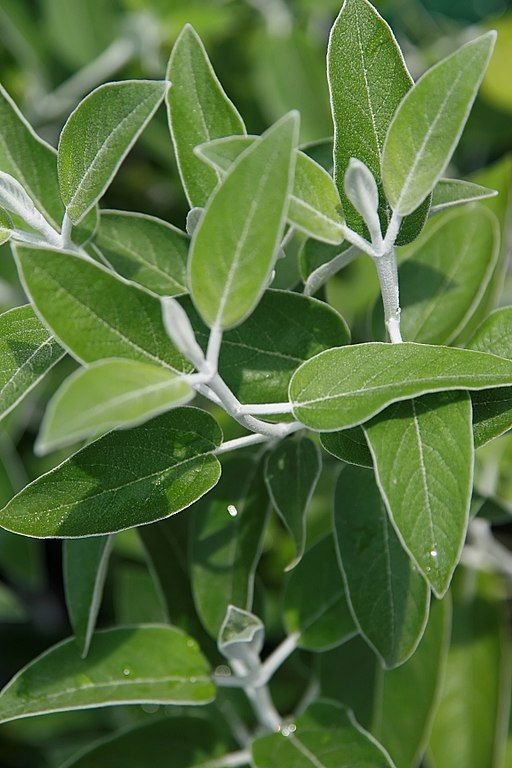Andean silver-leaf sage (Salvia discolor) - growing guides