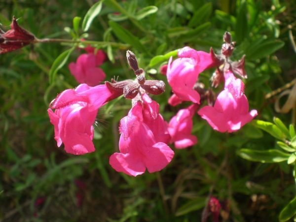 Autumn sage (Salvia greggii) - growing guides