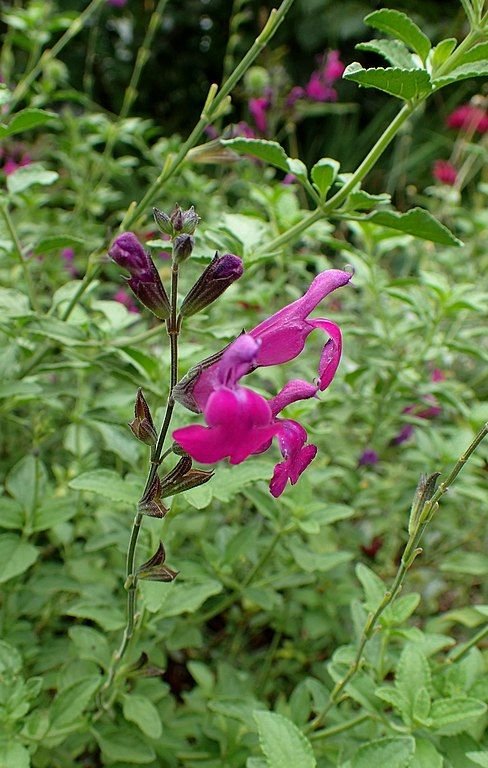 Autumn sage (Salvia greggii) - growing guides